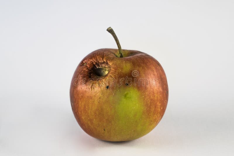 Rotten disgusting apple stock image. Image of macro, aging - 7773369