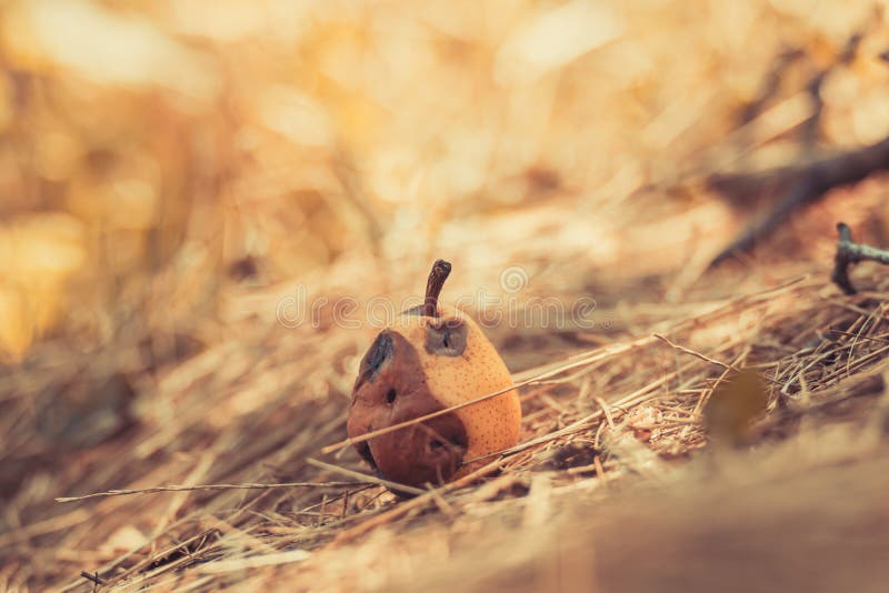 Pear on the Ground, Fresh Fruit, Green Leaves, Healthy Organic Food ...