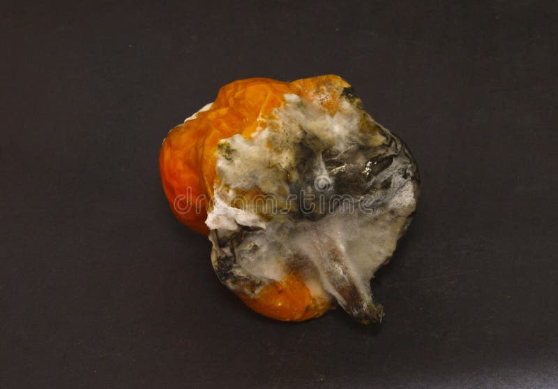 Spoiled Pepper Isolated on White Background Stock Image - Image of ...