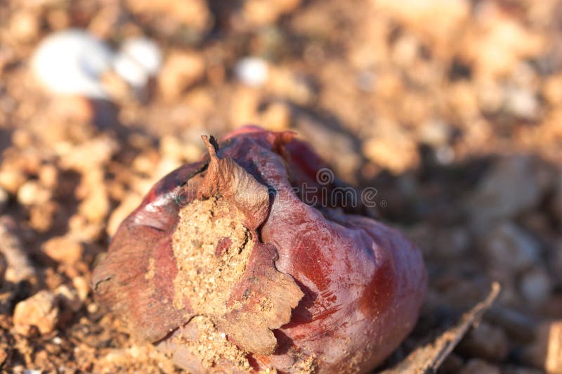 Spoiled Persimmon in the Field Land Stock Photo - Image of closeup ...