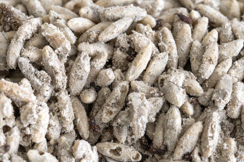 Spoiled Rice Grains Gnawed by the Granary Pest Rice Weevil Stock Image ...