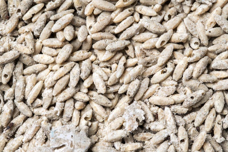 Spoiled Rice Grains Gnawed by the Granary Pest Rice Weevil Stock Image ...