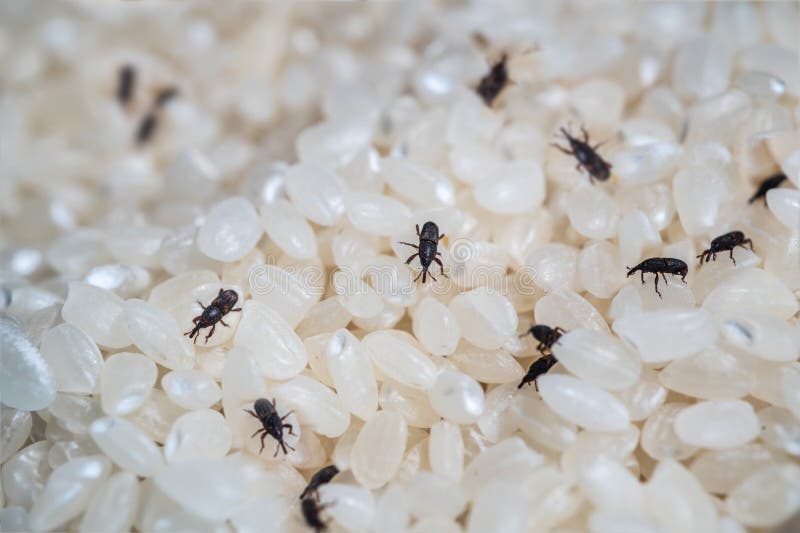 Spoiled Rice with Many Sitophilus Conicollis - Rice Weevil Bugs Stock ...