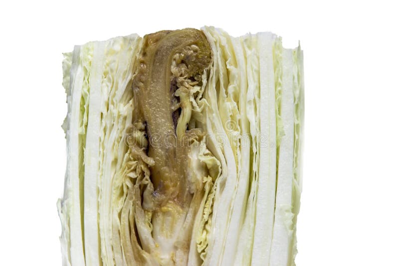 371 Rotten Cabbage Stock Photos - Free & Royalty-Free Stock Photos from ...