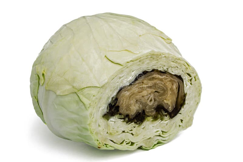 Spoiled Rotten Cabbage Isolated On A White Background Stock Image ...