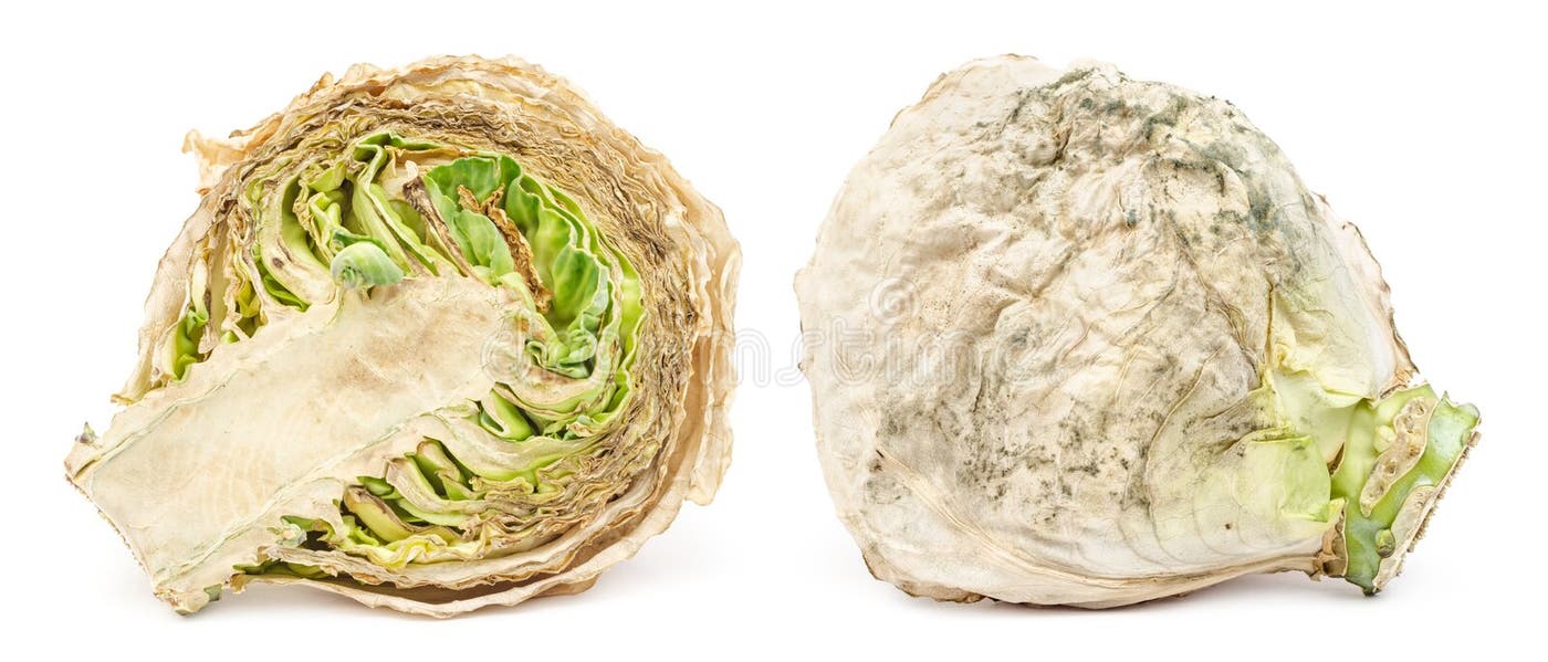 461 Rotten Cabbage Stock Photos - Free & Royalty-Free Stock Photos from ...
