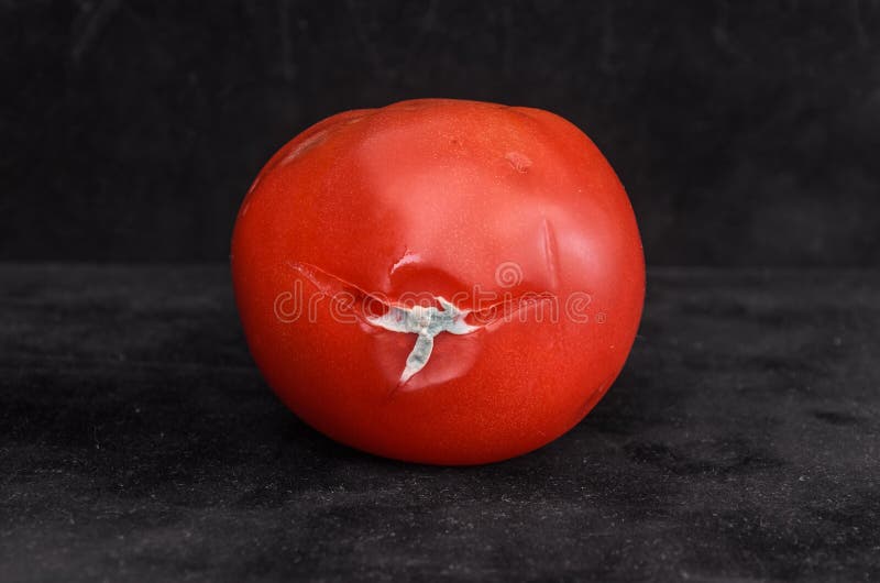 677 Rotten Tomato Isolated Stock Photos - Free & Royalty-Free Stock ...