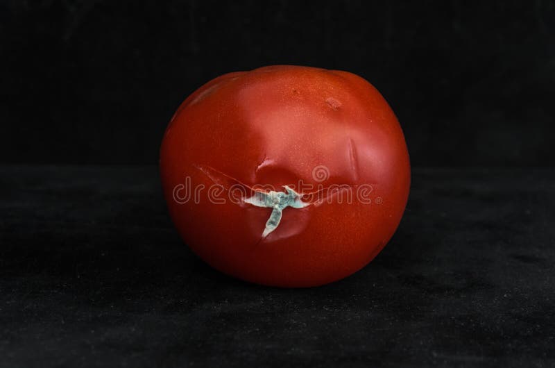 677 Rotten Tomato Isolated Stock Photos - Free & Royalty-Free Stock ...