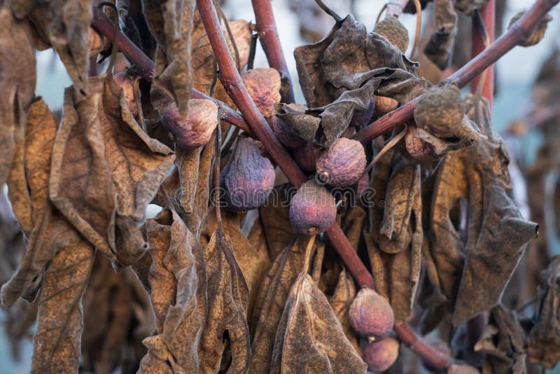 146 Rotten Fig Stock Photos - Free & Royalty-Free Stock Photos from ...