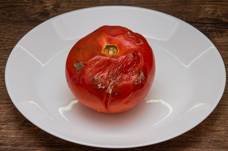 Spoiled Rotten with Moldy Tomato on a Plate Stock Image - Image of ...