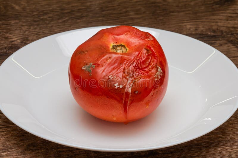 Spoiled Rotten with Moldy Tomato on a Plate Stock Image - Image of ...