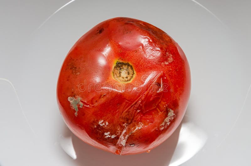 Spoiled Rotten with Moldy Tomato on a Plate Stock Photo - Image of poor ...
