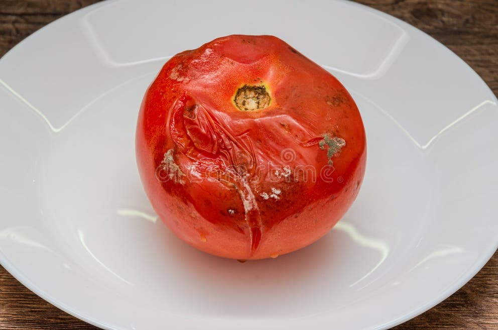 Spoiled Rotten with Moldy Tomato on a Plate Stock Photo - Image of ...