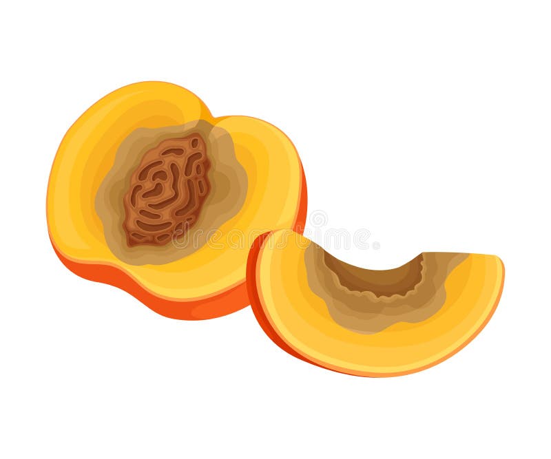 Organic Rot Stock Illustrations – 620 Organic Rot Stock Illustrations ...