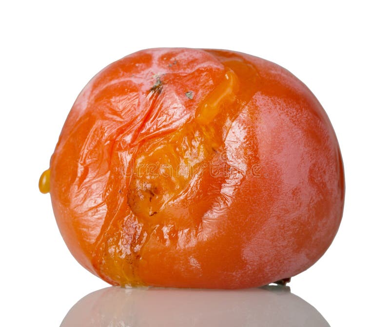 Spoiled Rotten Persimmon Fruit Isolated on White Stock Photo - Image of ...