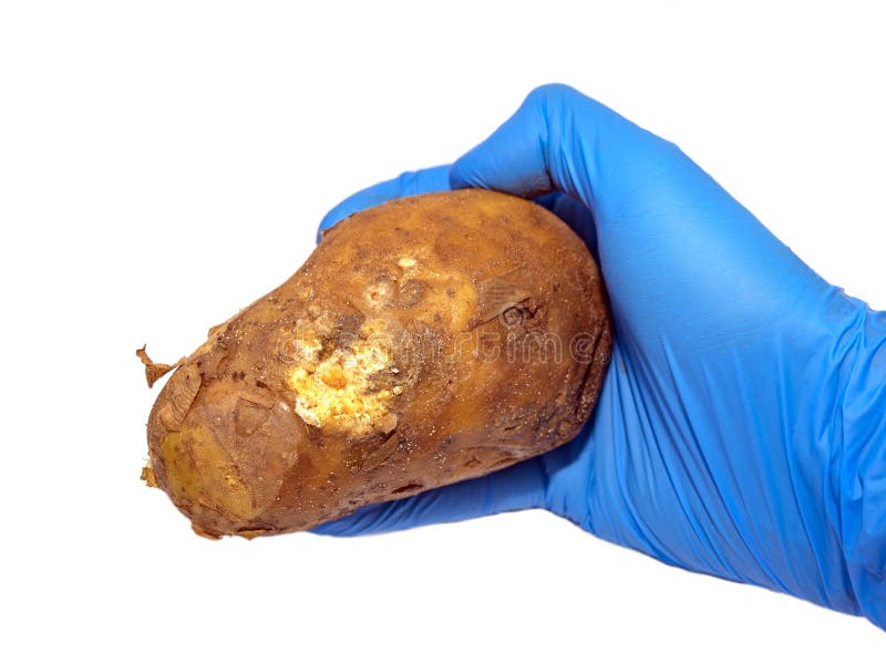 118 Rotten Sprouts Stock Photos - Free & Royalty-Free Stock Photos from ...