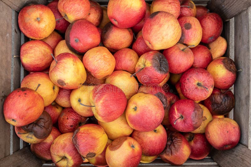 Spoiled Rotten Red Apples in the Wooden Box Stock Photo - Image of ...