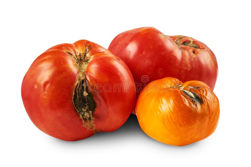 573 Spoiled Tomatoes Stock Photos - Free & Royalty-Free Stock Photos ...