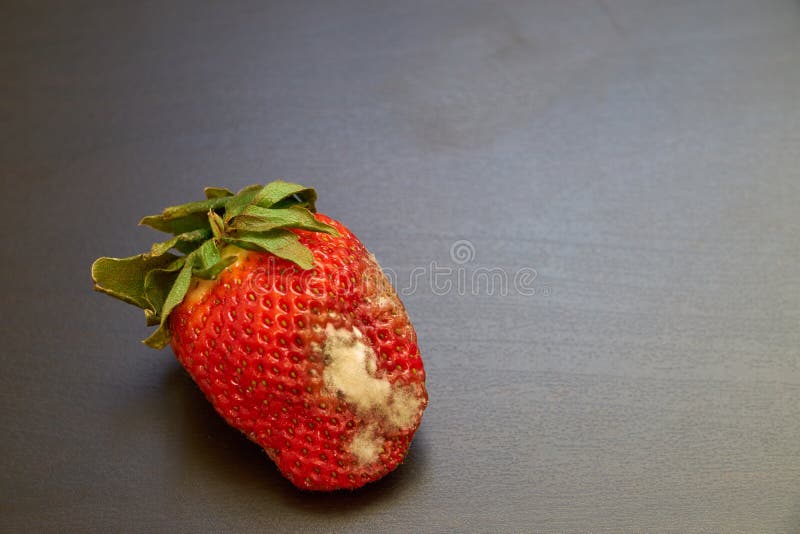 Spoiled Strawberries Covered in Mold on the Table Stock Photo - Image ...