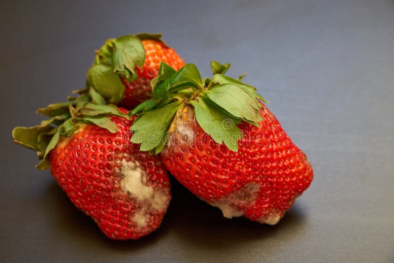 Spoiled Strawberries Covered in Mold on the Table Stock Photo - Image ...