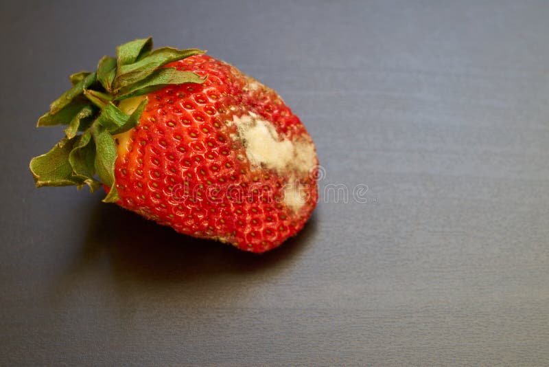 Spoiled Strawberries Covered in Mold on the Table Stock Image - Image ...