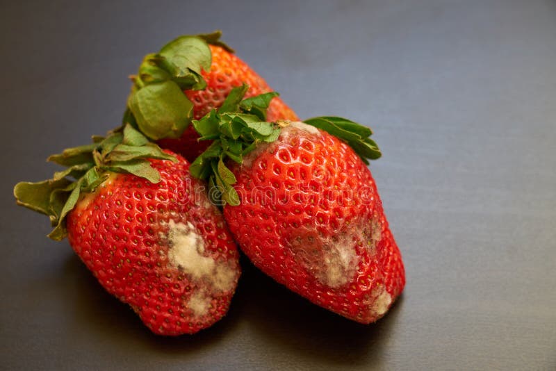 Spoiled Strawberries Covered in Mold on the Table Stock Photo - Image ...