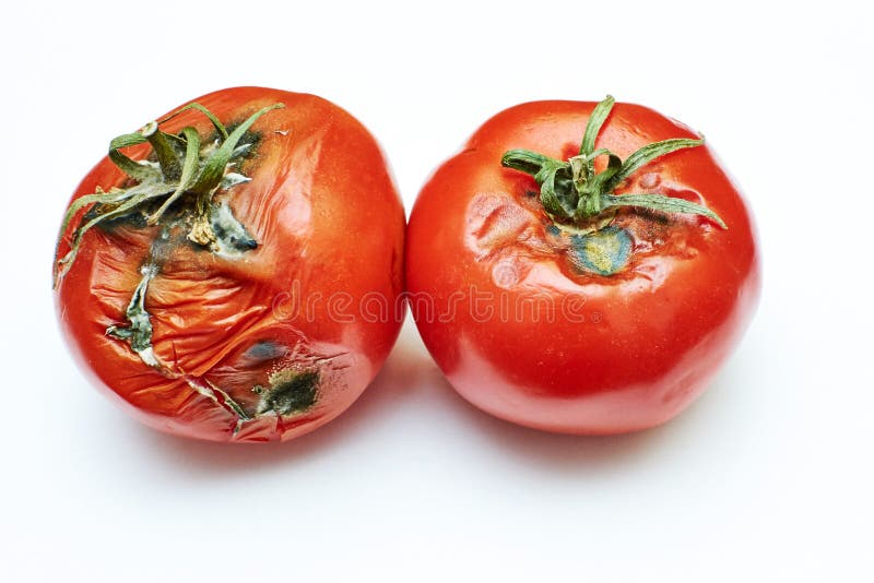 Spoiled tomato stock image. Image of damaged, peccant - 87794107
