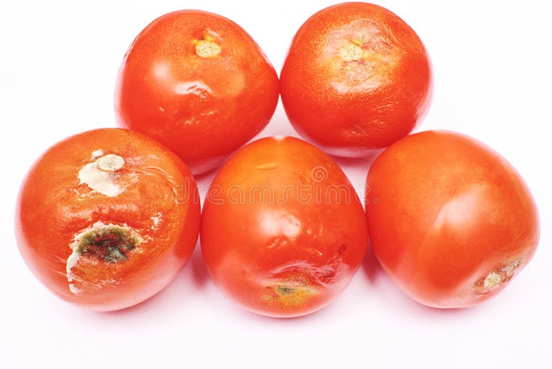 583 Spoiled Tomatoes Stock Photos - Free & Royalty-Free Stock Photos ...