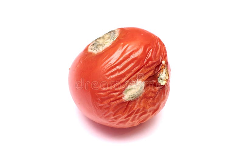 Spoiled Tomatoes. Rotten Tomato Decomposition Isolated Stock Photo ...