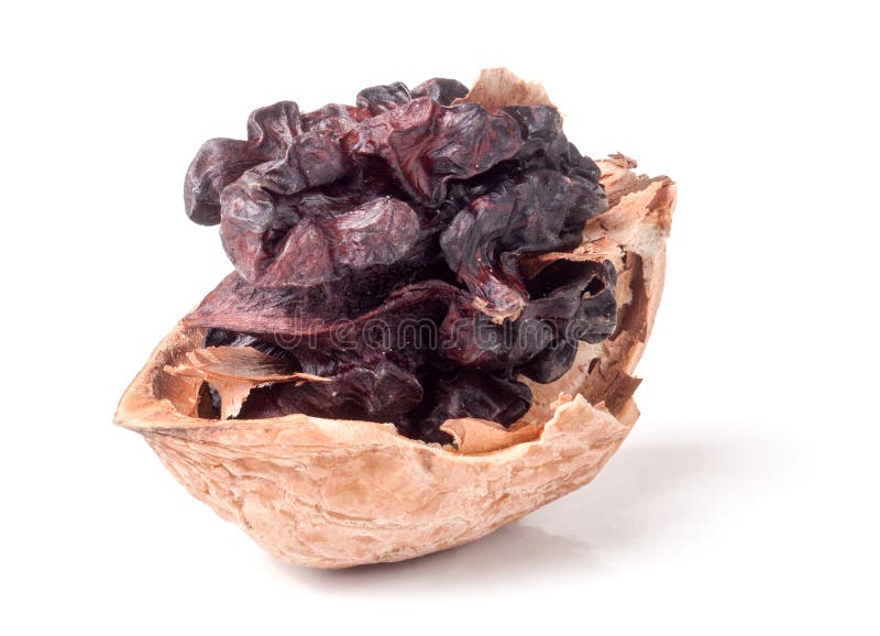 311 Brown Rotten Walnut Stock Photos - Free & Royalty-Free Stock Photos ...