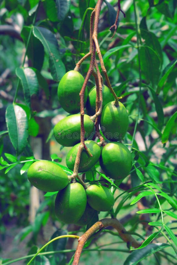 Spondias mombin stock photo. Image of fresh, pinnata - 79278876
