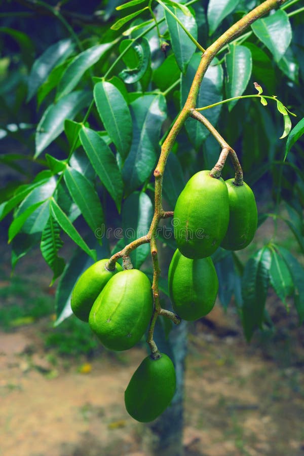 Spondias mombin stock image. Image of leaf, nature, fresh - 79278993