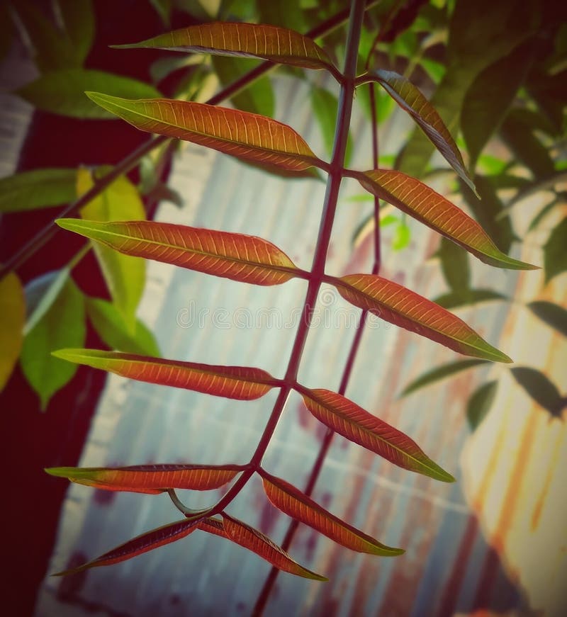 Spondias pinnata stock image. Image of curved, artistic - 255244631