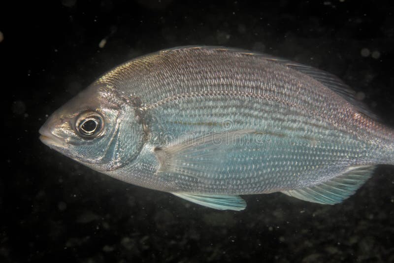 Spondyliosoma Cantharus - Black Sea Bream Stock Photo - Image of diving ...