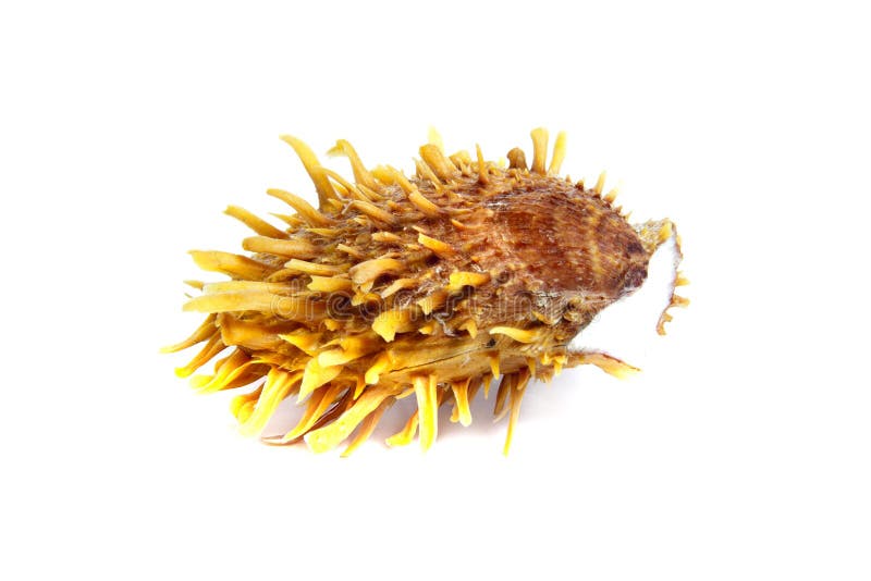 Spondylus Shells Stock Photos - Free & Royalty-Free Stock Photos from ...