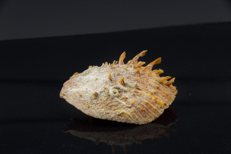 Spondylus Itericus Beautiful Sea Shell on a Black Background Stock ...