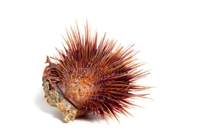 Spondylus Shells Stock Photos - Free & Royalty-Free Stock Photos from ...