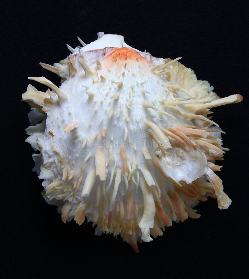 Thorny Oyster Spondylus Gaederopus Coveded by Oyster Sponge Crambe ...