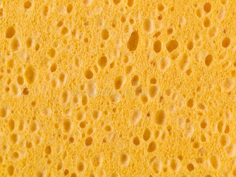 Sponge texture stock photo. Image of natural, color, isolated - 22097588