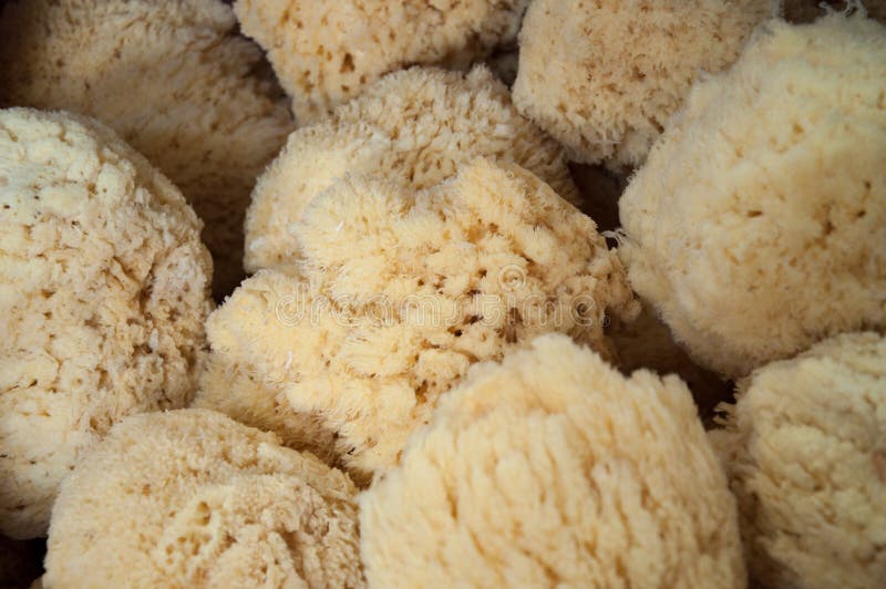 Sea Sponge for Bathing, Pumice, Sea Stones. Shell Stock Image - Image ...