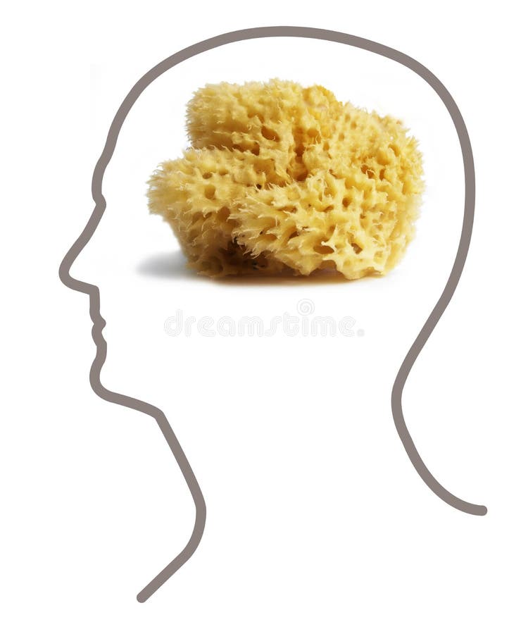 Sponge brain in an outline stock photo. Image of brain - 15329024