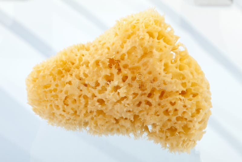 Sponge, close-up stock image. Image of marine, treatment - 50495897