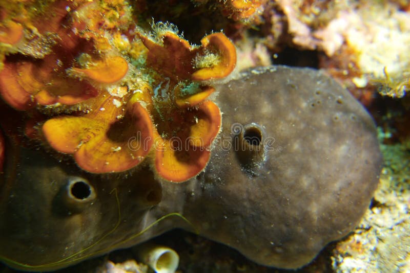 A Grey Sponge, but Still a Lot of Colors on this Picture Stock Image ...