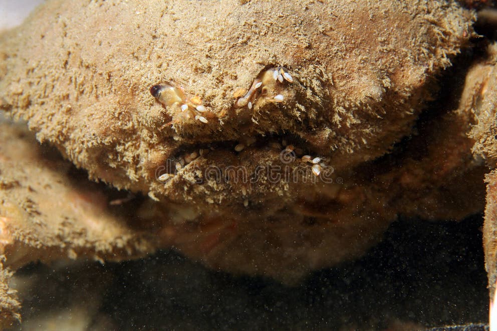 Sponge Crab stock photo. Image of dromiidae, coral, alien - 25580920