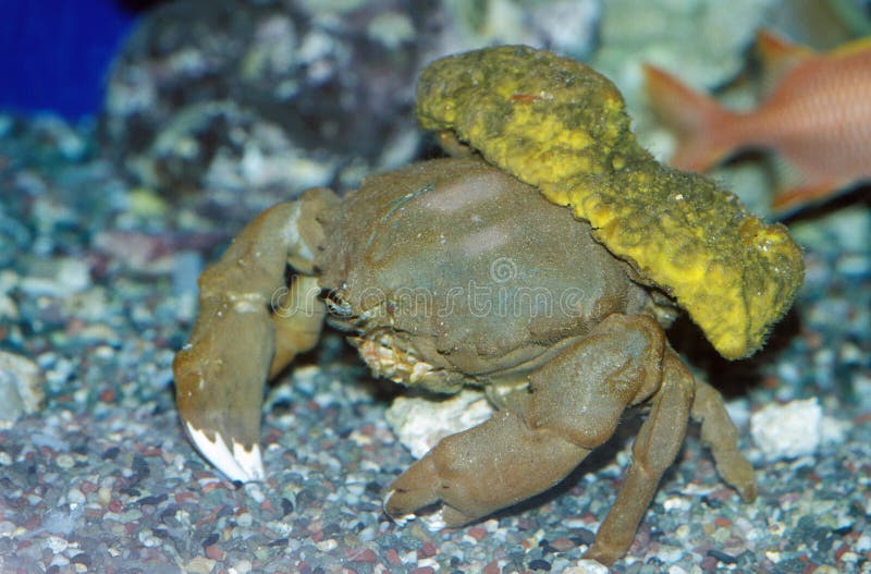A Sponge Crab Lauridromia Dehaani Stock Photo - Image of diving, ampat ...