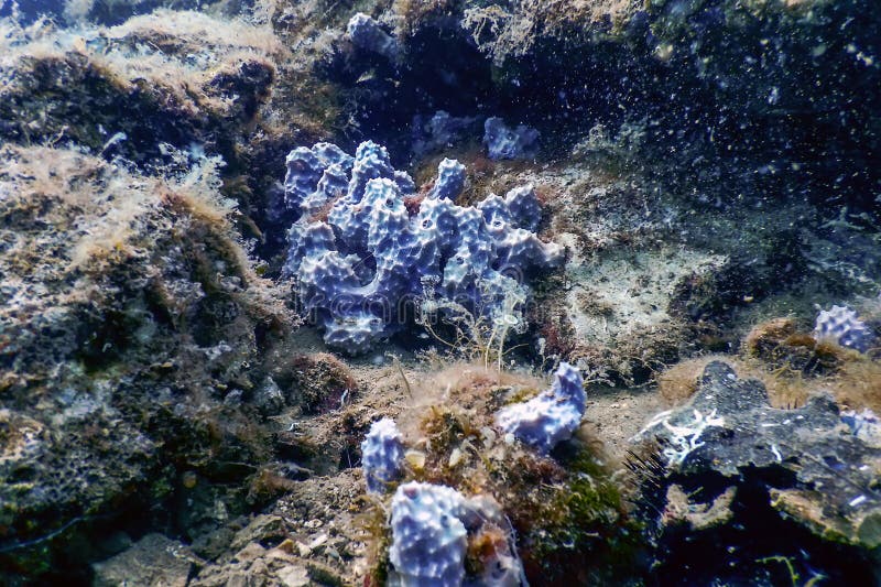 Avara Mediterranean Sponge Stock Photos - Free & Royalty-Free Stock ...