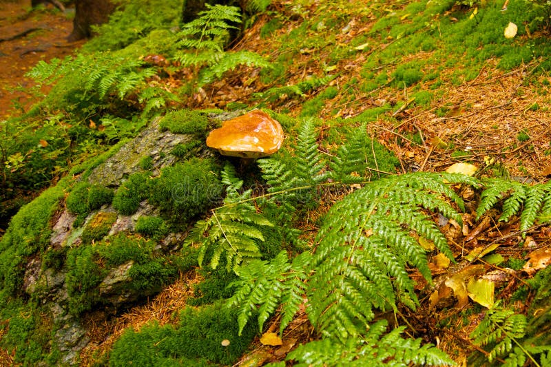 Sponge in a Forest with a Shiny Hat Stock Photo - Image of isolated ...