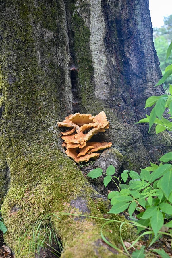 Sponge Fungus on a Old Tree Stock Photo - Image of park, sulfur: 268618542
