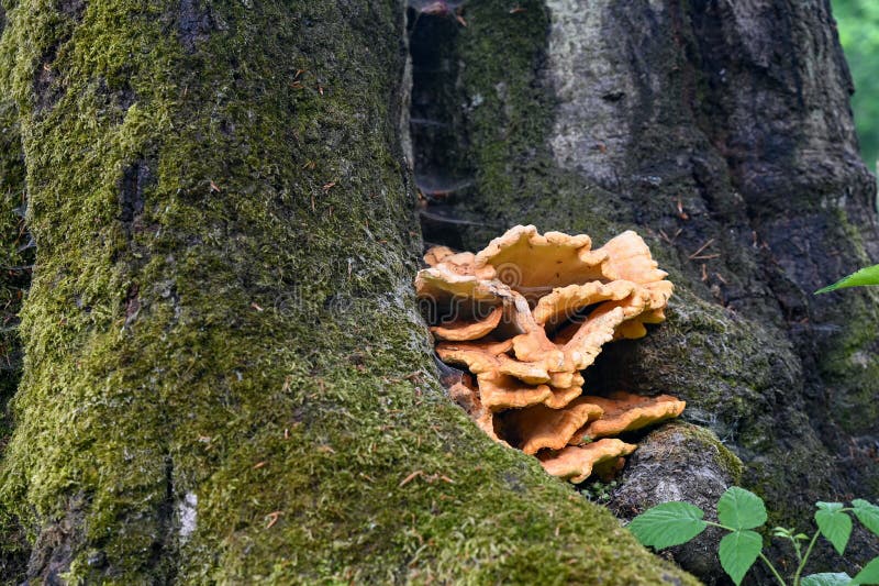 Sponge Fungus on a Old Tree Stock Image - Image of edersee, aged: 268618625