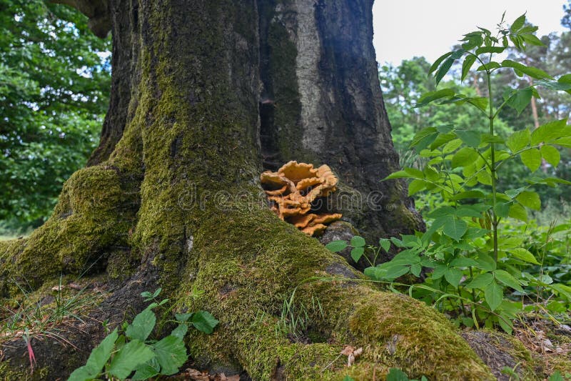 Sponge Fungus on a Old Tree Stock Photo - Image of moss, mystical ...